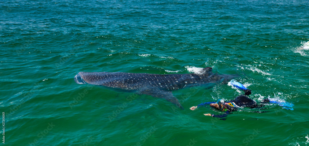 TIBURON BALLENA - WHALE SHARK (Rhincodon typus), Isla de Holbox, Estado ...
