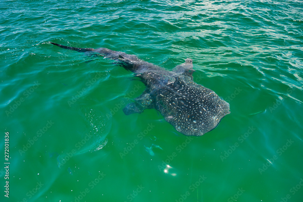 TIBURON BALLENA - WHALE SHARK (Rhincodon typus), Isla de Holbox, Estado ...