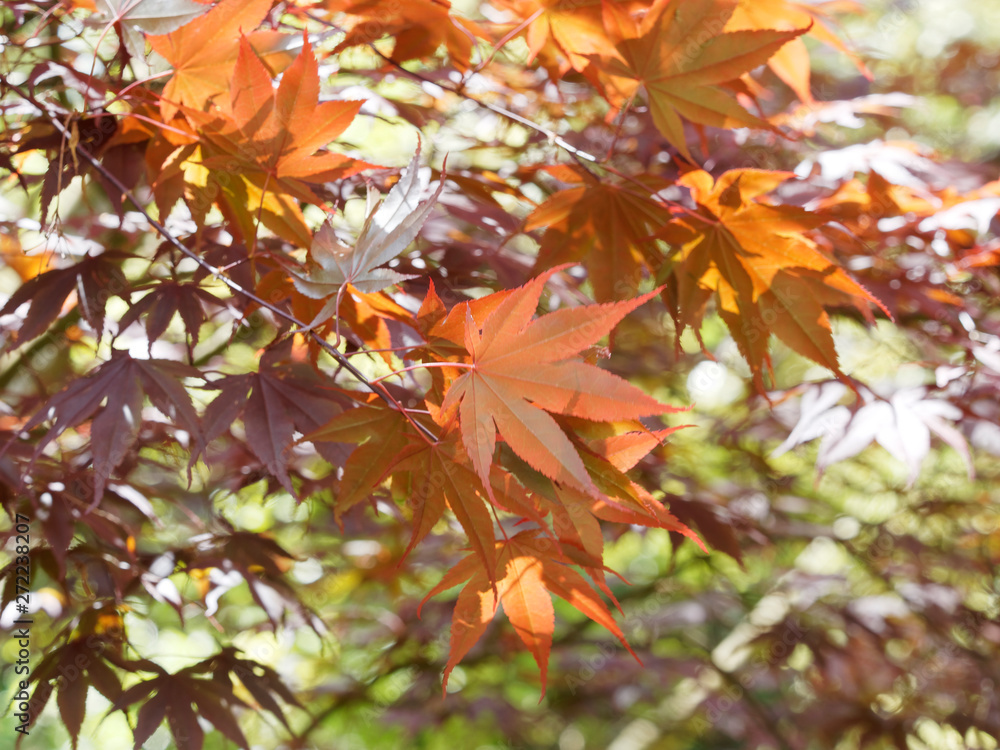 Bloodgood Japanese Maple tree with attractive foliage burgundy red ...