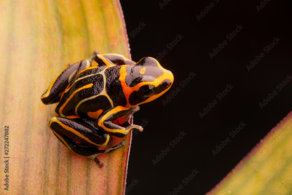 poison dart frog, Ranitomeya fantastica striped morph. A small ...