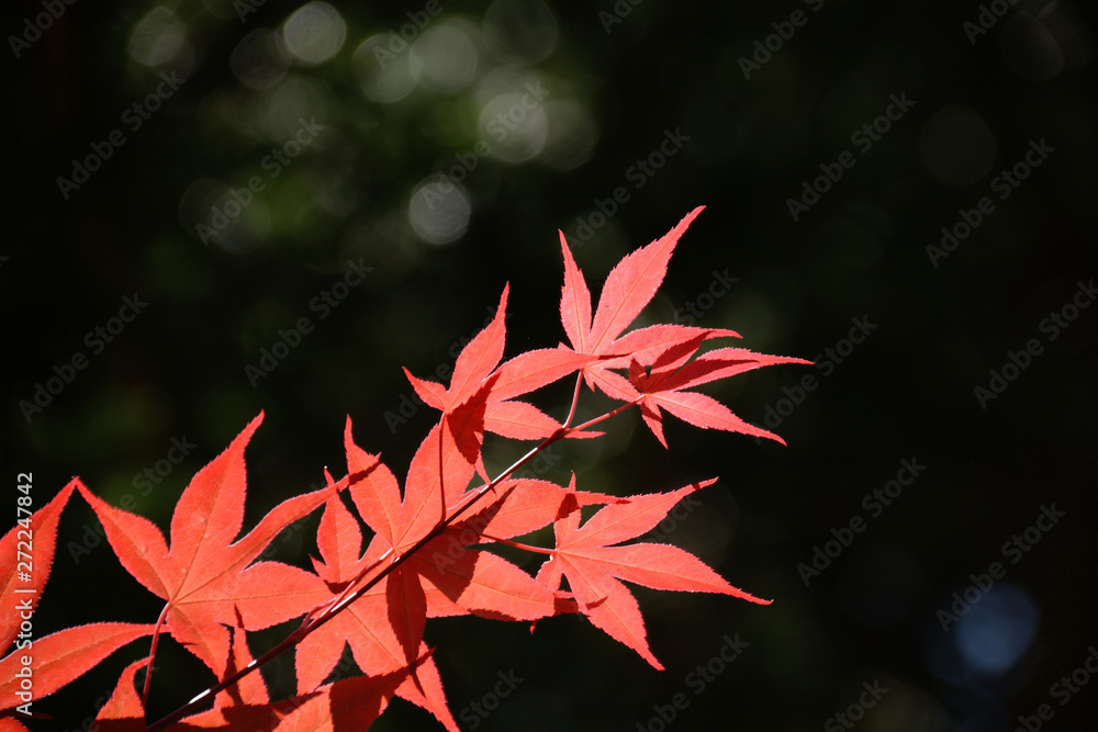Nomura Kaede - Acer palmatum. It is called “Shoujyou momiji” in Japan ...