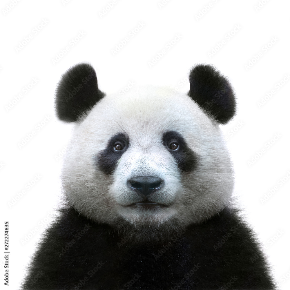 panda bear face isolated on white background Stock Photo | Adobe Stock