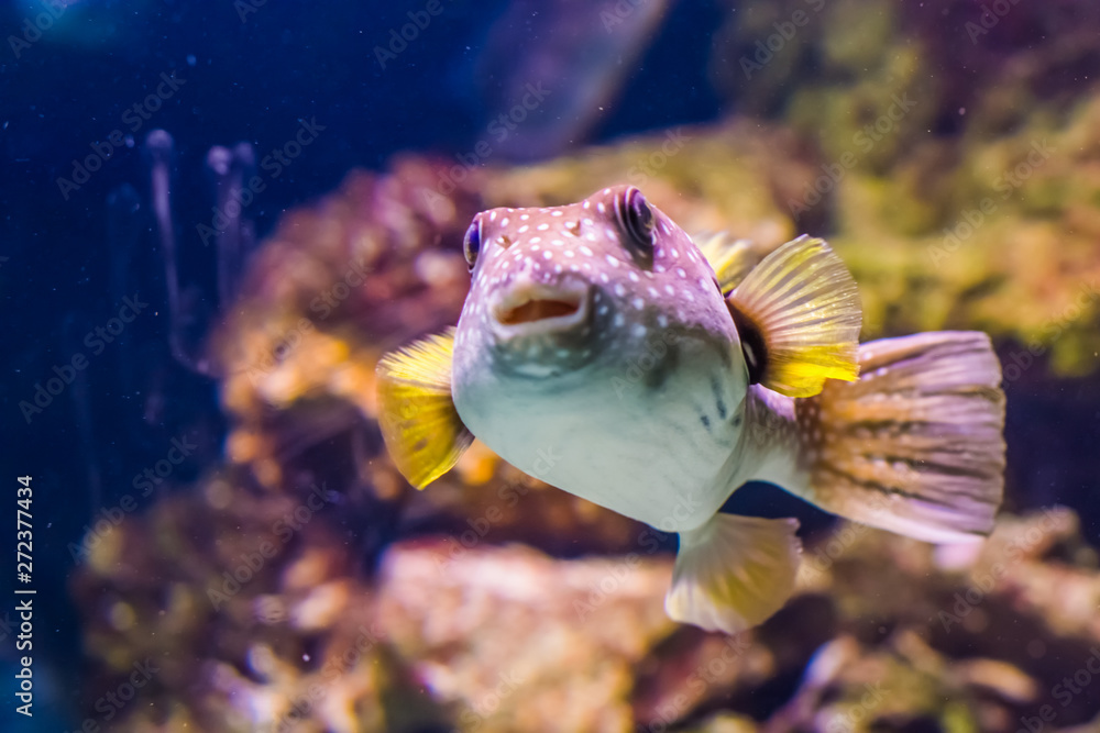 funny white spotted puffer with its face in closeup, tropical fish from ...