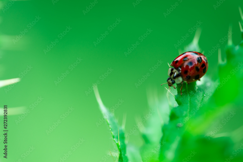 Ladybugs eating on a leaf, Macro photo, close up, insect, Coccinellidae ...