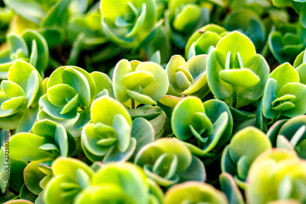 Stock-Foto „Top view of Sedum tetractinum, also known as Coral Reef , a ...