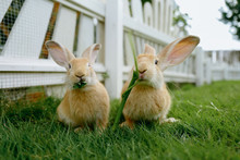 Easter Bunny Garden Free Stock Photo - Public Domain Pictures