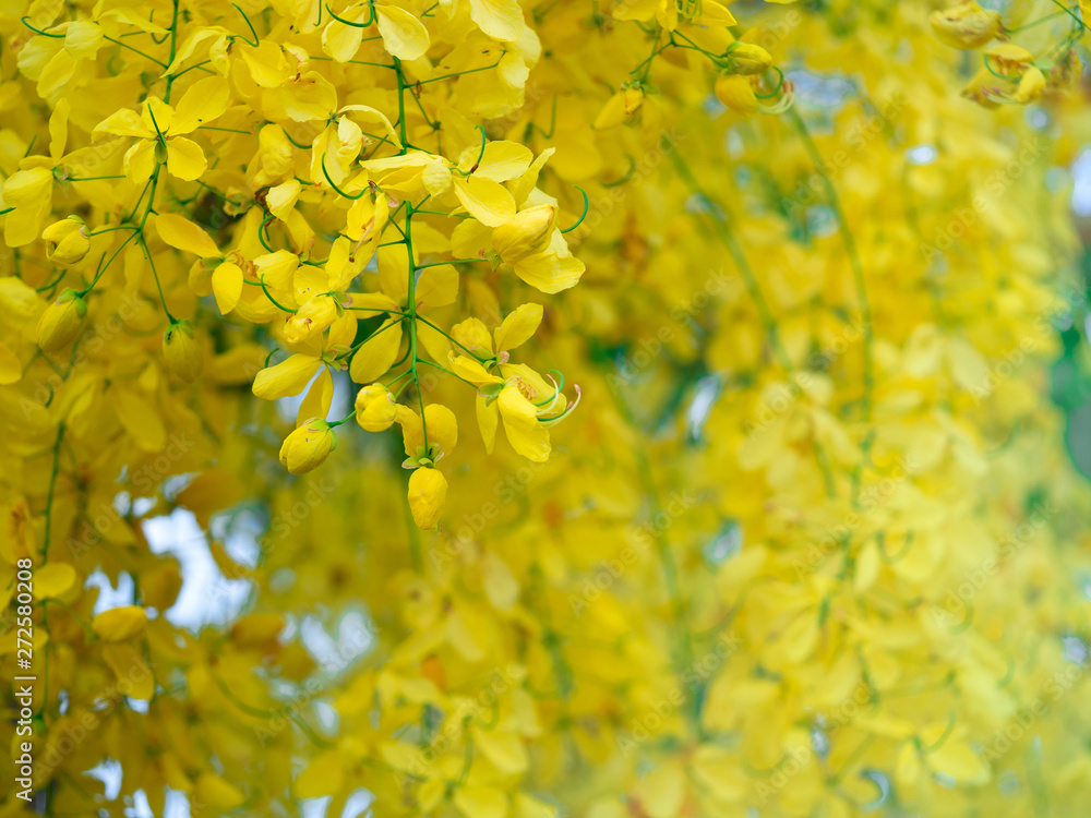 cassia fistula flower on tree (Golden Shower Tree), blossom blooming on tree with nature blurred ...
