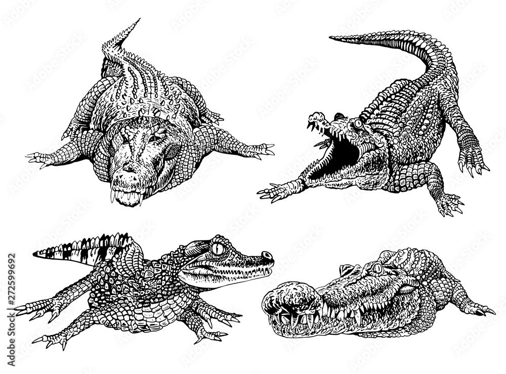 Graphical set of crocodiles isolated on white,vector illustration,water ...