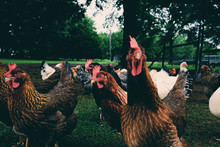 Curious Hen Free Stock Photo - Public Domain Pictures