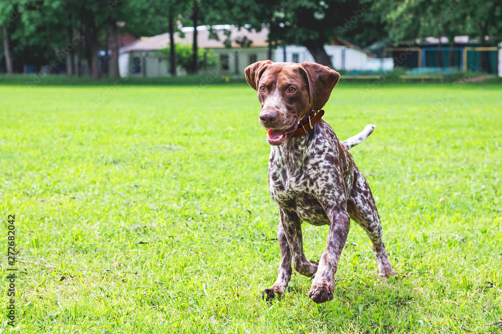 The dog german shorthaired pointer runs on a green field. A dog with a ...