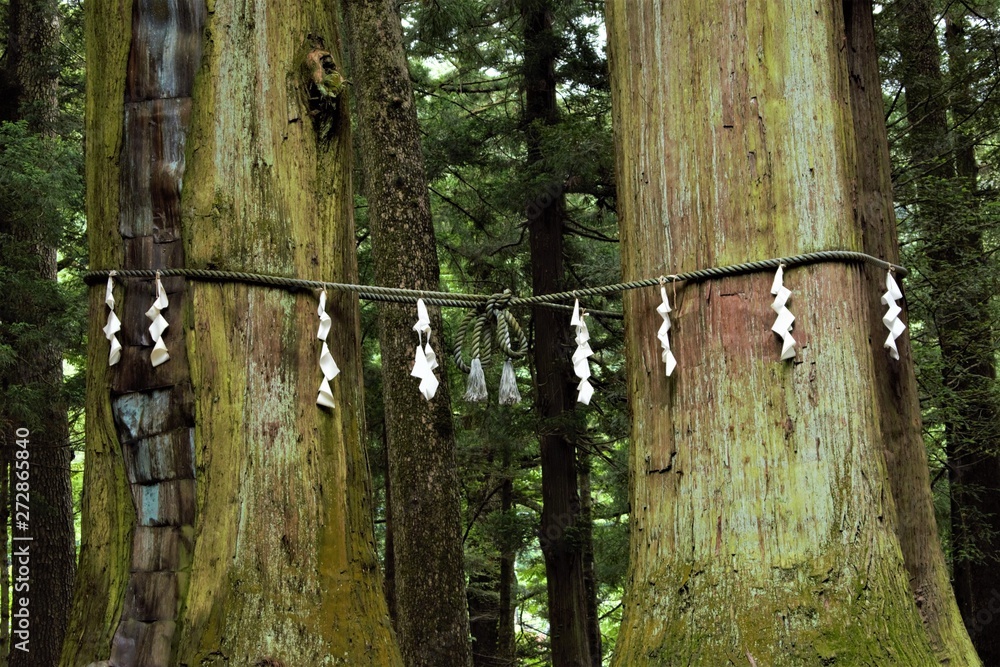 Shide on Shimenawa around a Yorishiro tree at Kawaguchi Asama Shinto ...