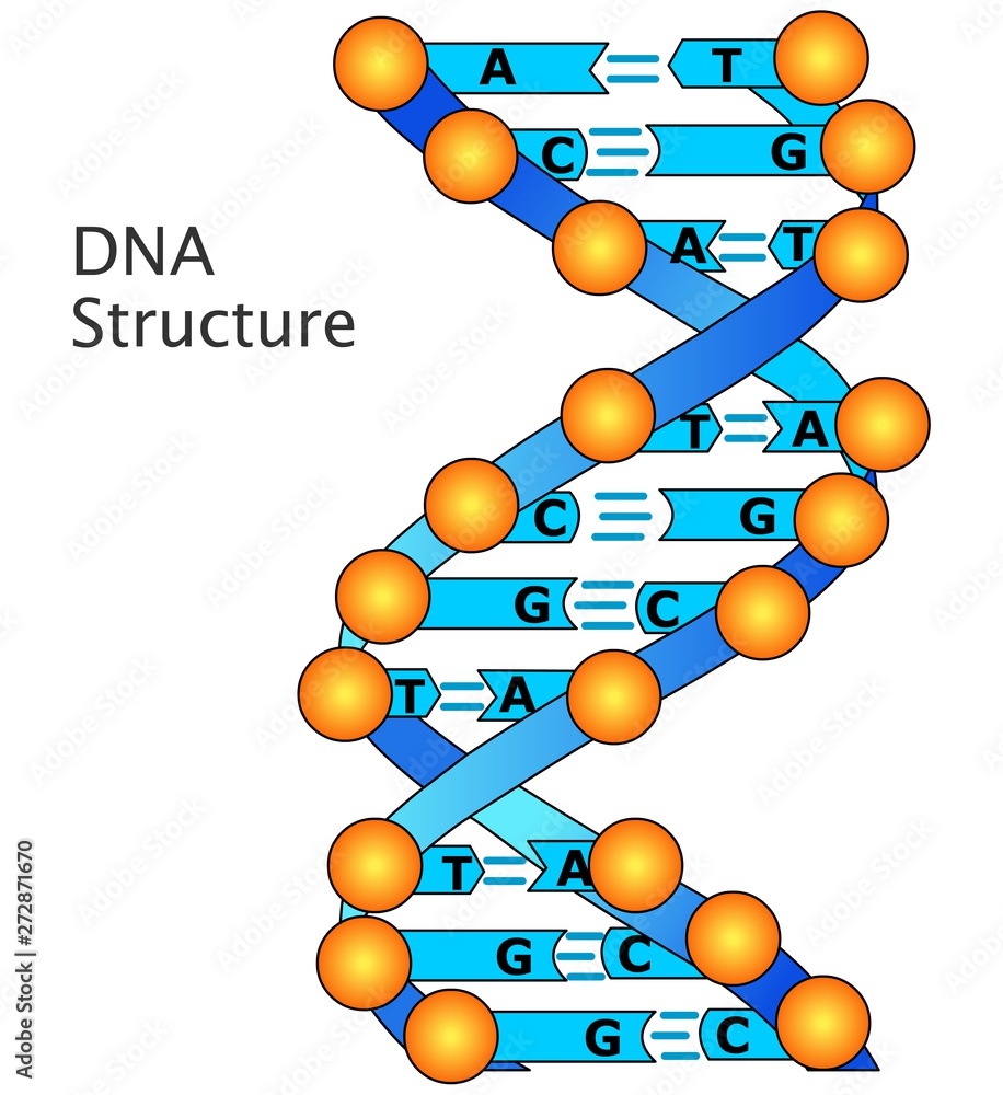 DNA structure. Helix diagram. DNA uses four kinds of nitrogenous bases ...