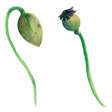 Poppy Seed Poster Free Stock Photo - Public Domain Pictures