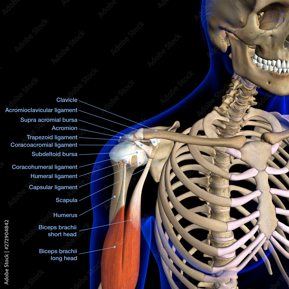 Labeled Anatomy Chart of Shoulder Ligaments on Black Background Stock Illustration | Adobe Stock