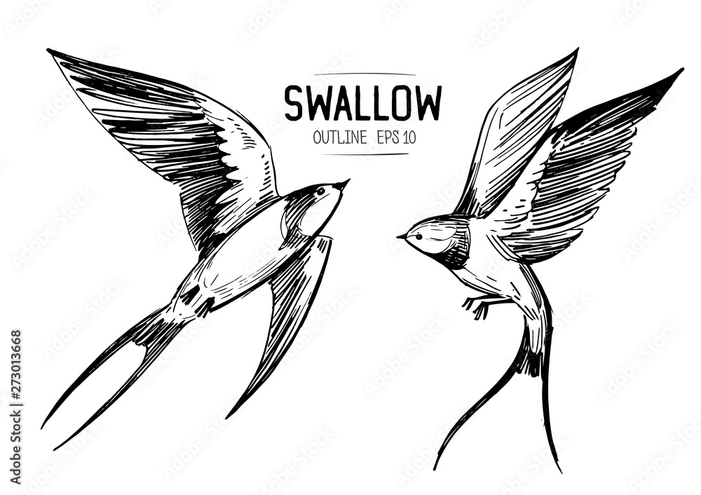 Sketch of a flying swallow. Hand drawn illustration converted to vector ...