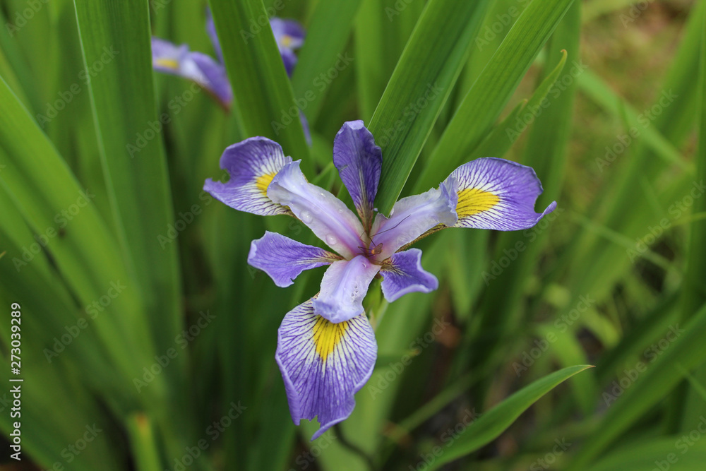Blue flag iris at Morton Grove's Miami Woods Forest Preserve Stock ...