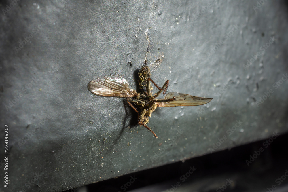 Dead Insect Closeup on texture background - contrasting lighting ...