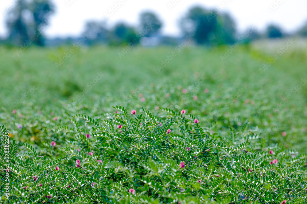 Fresh Green Chickpeas field , Chick peas also known as harbara or ...