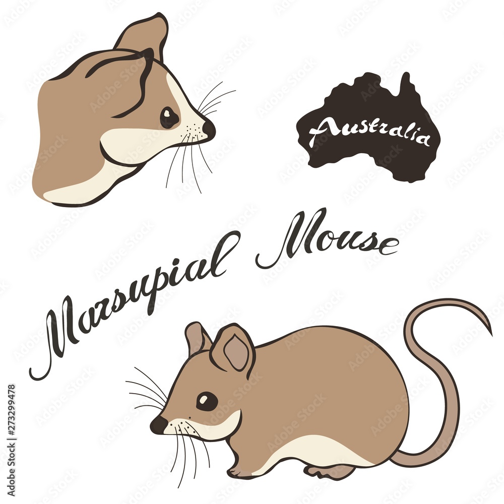 Marsupial mouse vector image isolated on white background. Marsupial ...