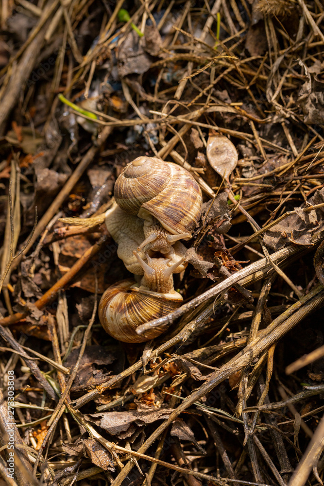 Helix pomatia, Roman - Burgundy snail, escargot, is a species of large ...