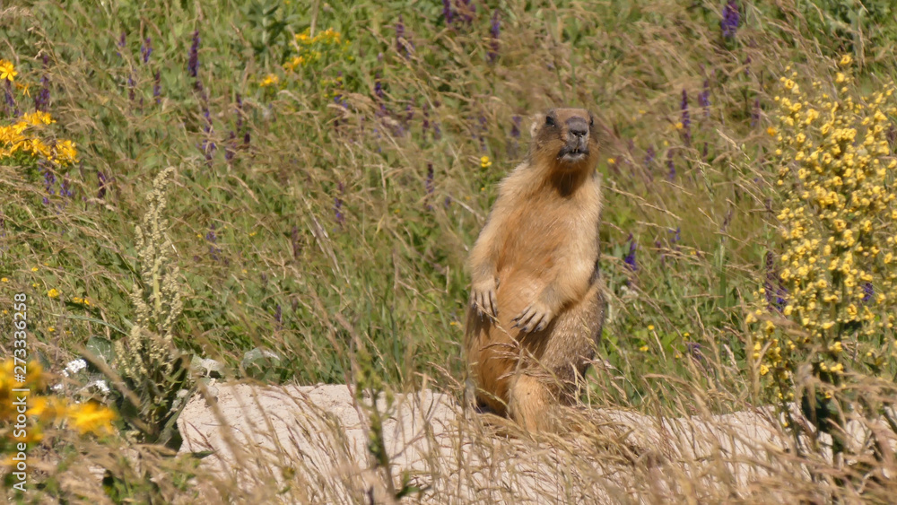 Fotografie The bobak marmot (Marmota bobak) is a large rodent, family ...