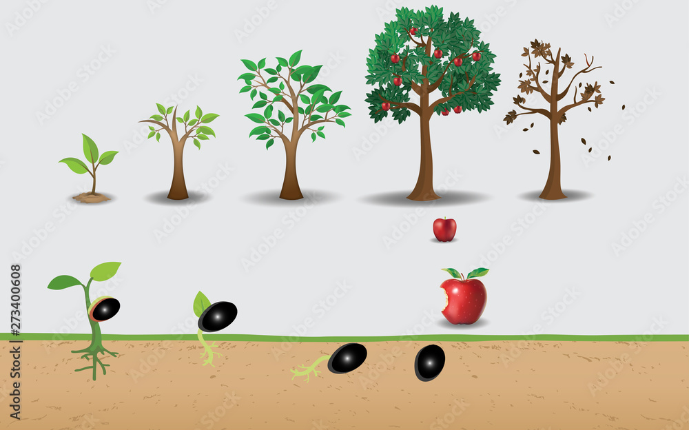 life cycle of apple tree Stock Vector | Adobe Stock
