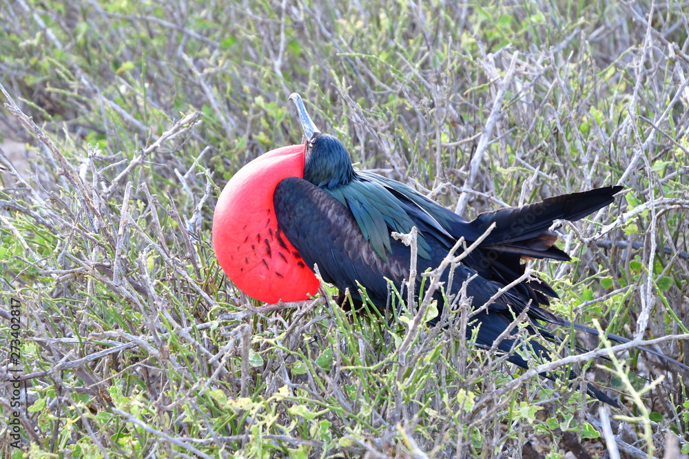 FRAGATA, ISLAS GALAPAGOS Stock Photo | Adobe Stock
