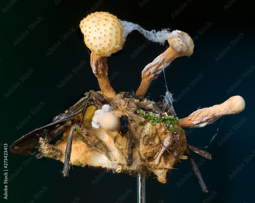 Photo Stock zombie fungus Ophiocordyceps dipterigena on fly in Andean ...
