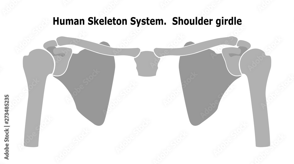 Human Skeleton System Shoulder Girdle. Anterior View Anatomy. Isolated ...