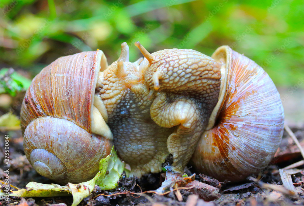 Love making snails couple on garden. Closeup of mating animals ...