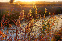 Marsh Rushes Free Stock Photo - Public Domain Pictures