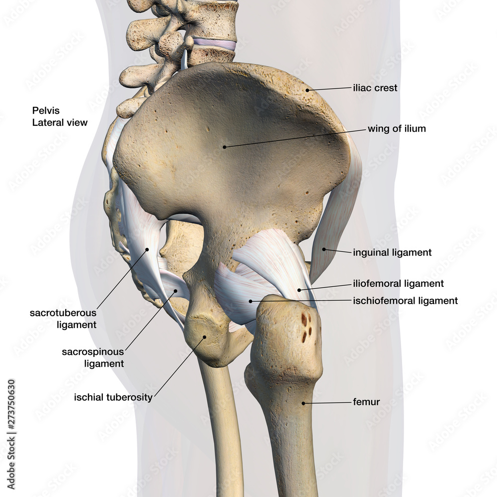 Pelvic and Hip Ligaments, Labeled Side View on White Stock Illustration ...