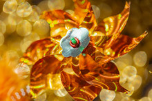 Fractal Ladybug Free Stock Photo - Public Domain Pictures