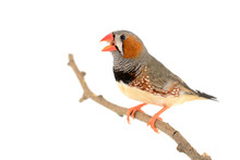Finch Bird Free Stock Photo - Public Domain Pictures