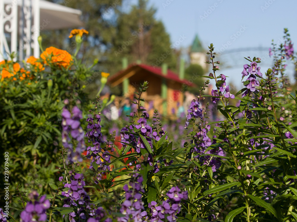 spring flowers in japanese themed garden Stock Photo | Adobe Stock