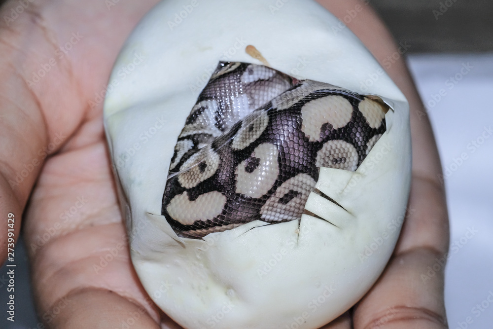 Photo Stock Snake egg ball python on a brown wood color.Purple Albino ...