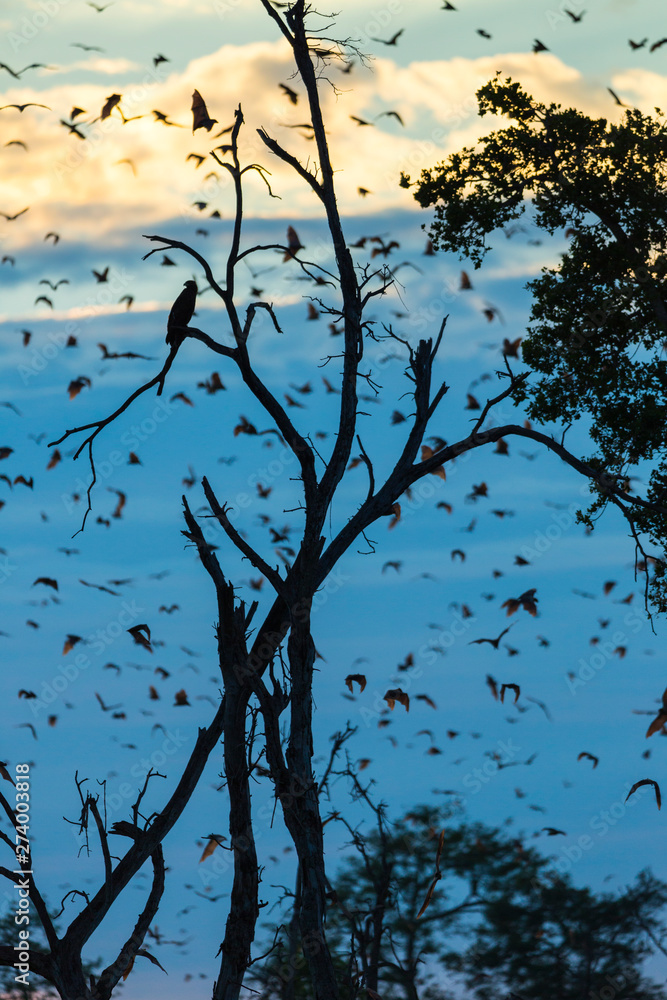 Raptor waiting to hunt, Kasanka Bat migration, Kasanka National Park ...
