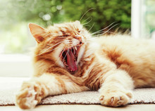 Yawning Cat Free Stock Photo - Public Domain Pictures