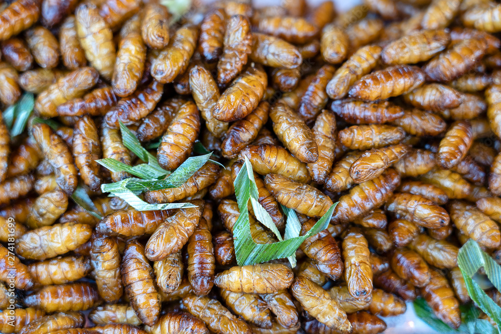Fried silk worms delicious in street food in Thailand. Close up Stock ...