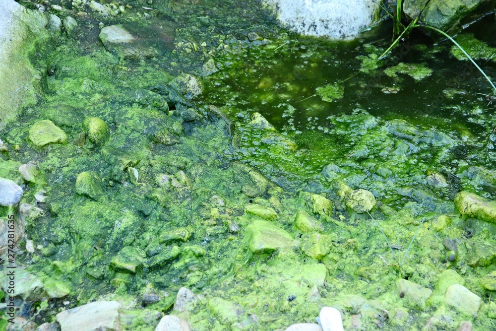 Algae growth in a stagnant pond Stock Photo | Adobe Stock