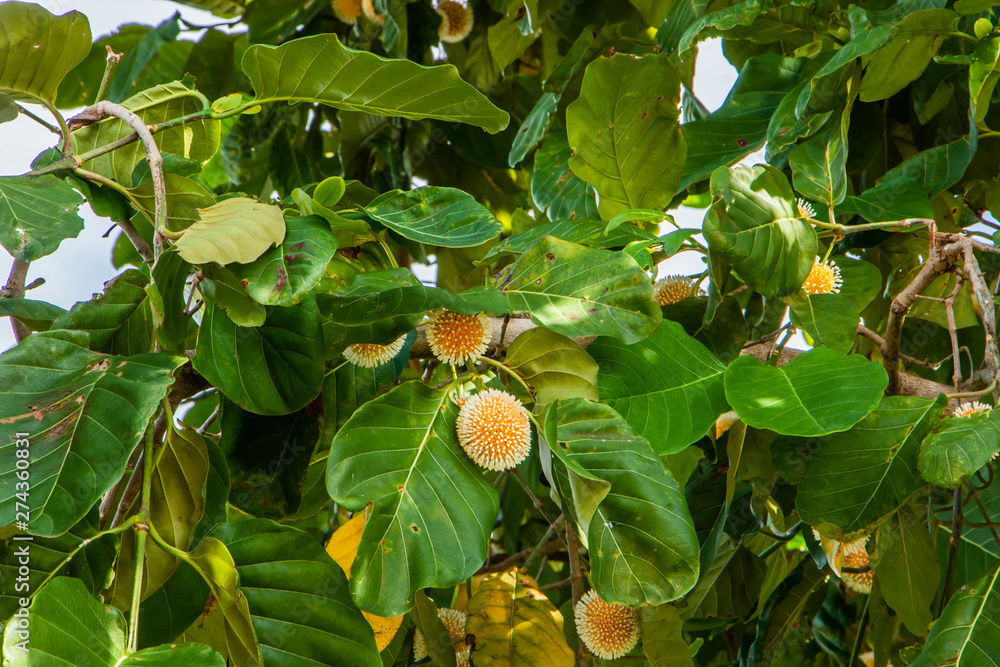 Neolamarckia cadamba, burflower-tree, laran, Leichhardt pine, kadam ...