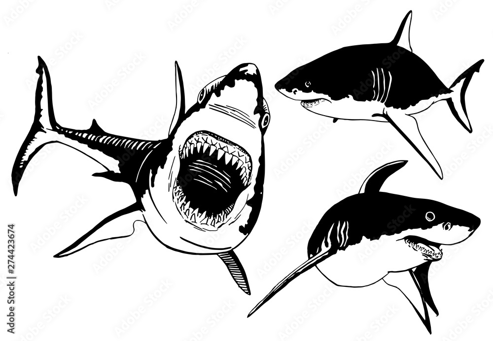 Graphical set of sharks isolated on white background,vector sea-food ...