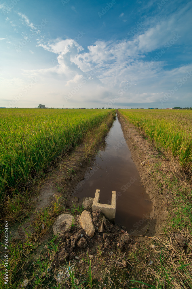 Water of trench system at paddy field, meadow, nature landscape view ...