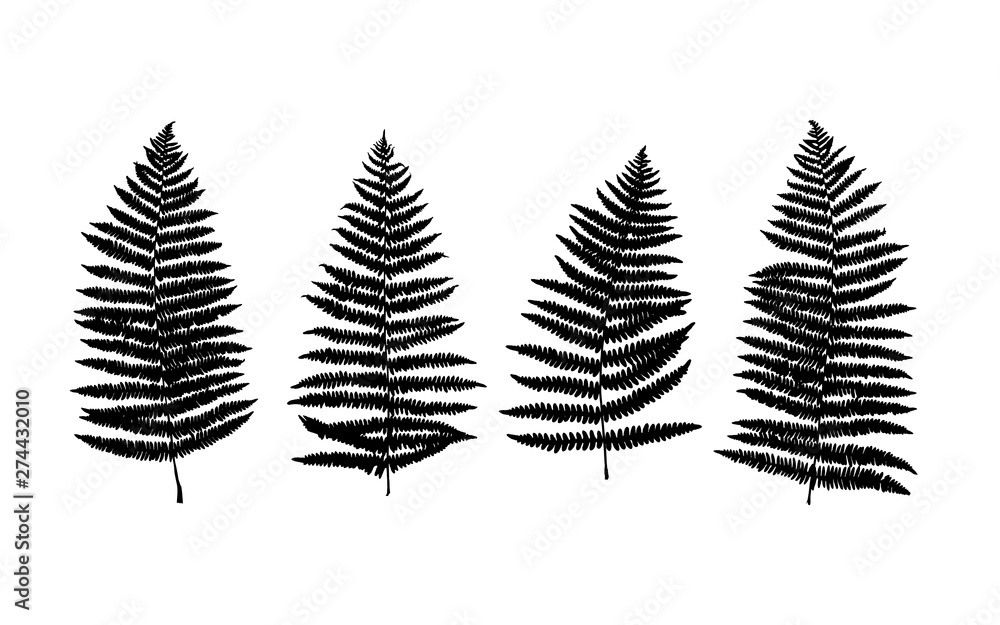 Fern, black silhouettes. Vector botanical illustration. Stock Vector ...