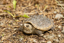 Baby Snapping Turtle On Rock Free Stock Photo - Public Domain Pictures