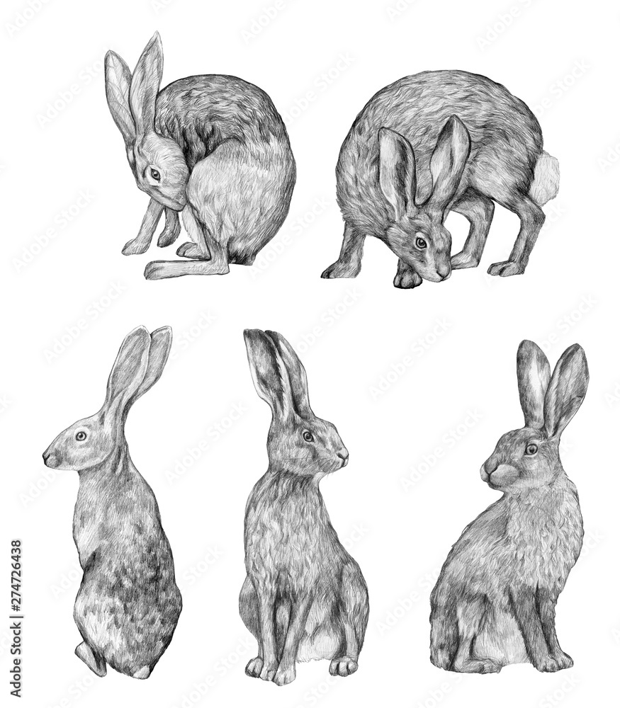 Collection graphic drawing in pencil. Sketches of a hares isolated on ...