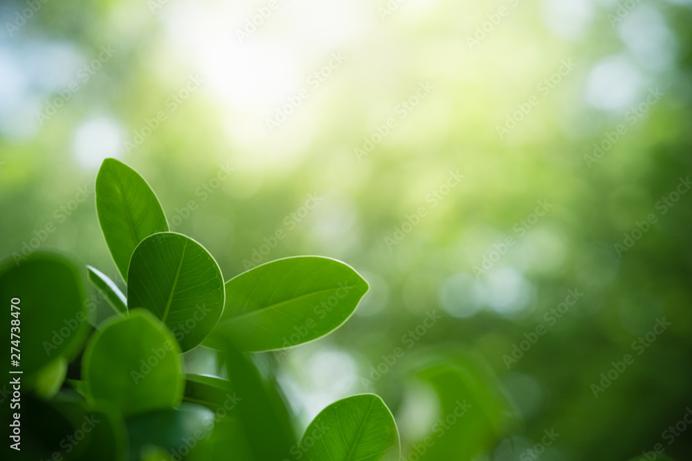 Nature of green leaf in garden at summer. Natural green leaves plants ...