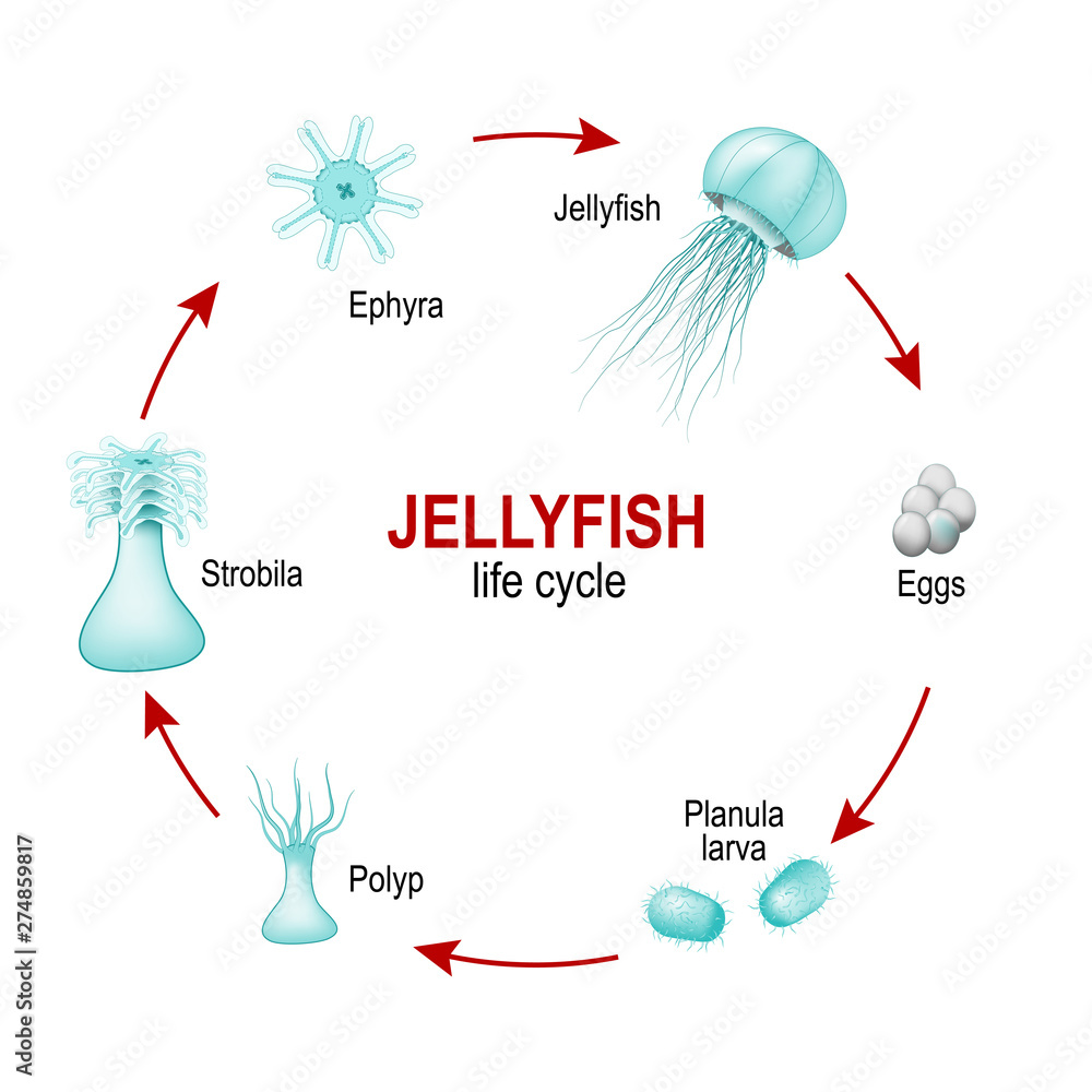 life cycle of jellyfish from eggs to larva, Polyp, Strobila and Ephyra ...