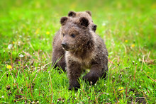 Bear Cub Free Stock Photo - Public Domain Pictures