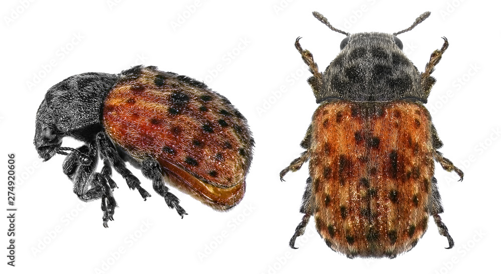 Fungus weevil beetle, Anthribus fasciatus (Coleoptera: Anthribidae ...